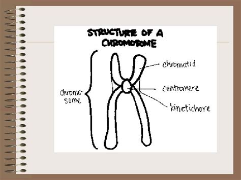 Mitosis Notes Mitosis Is Asexual Reproduction Produces Genetically
