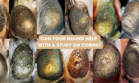 Superficial Flexor Digital Tenotomy Accepted Best Treatment For Corns