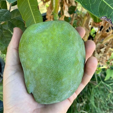 M 4 Mango Grow Guide Tropical Tree Guide