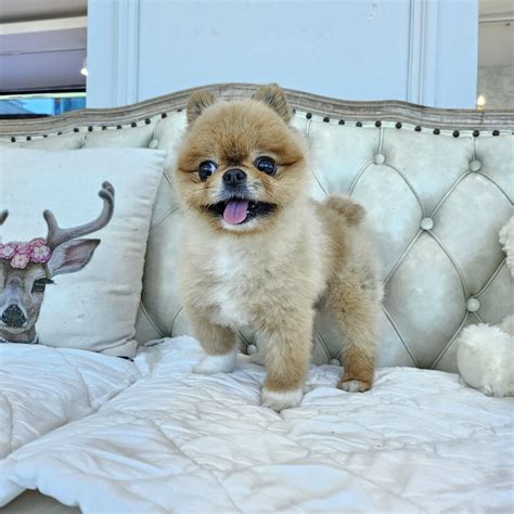 포메라니안 랑이 닥스훈트무료입양사이트 도베르만무료입양사이트 말티치무료입양사이트 말티폼무료입양사이트 보더콜리무료입양사이트 프렌치