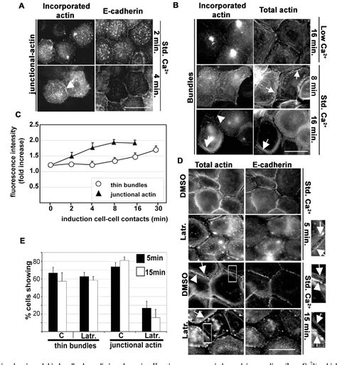 Figure 2 From Actin At Cell Cell Junctions Is Composed Of Two Dynamic