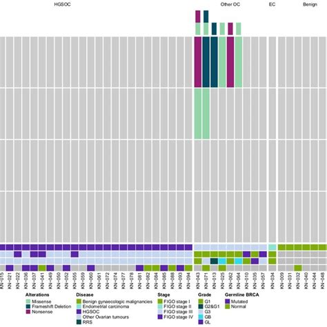Oncoprint Of Gynaecologic Tumour Tissue Sample Mutation Data Download Scientific Diagram