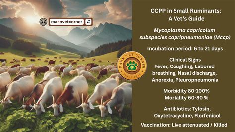 Ccpp In Small Ruminants A Vets Guide Mannvetcorner