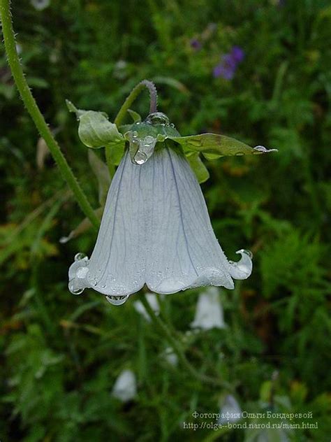 Кодонопсис