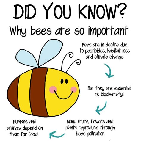Why Bees Are So Important 🐝 Bee Life Cycle Insects Preschool Bugs