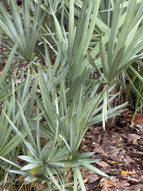 Saw Palmetto From Manatee County Fl Usa On March 5 2025 At 0937 Am