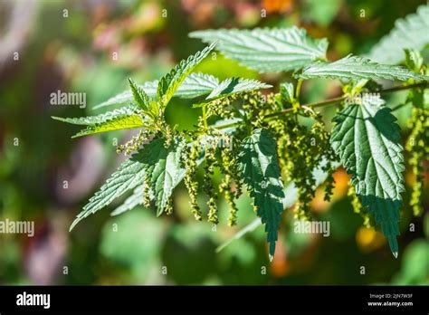 The Nettle Urtica Dioica With Green Leaves Grows In Natural Thickets