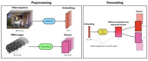 Forecasting Fmri Images From Video Sequences Linear Model Analysis Nikita Kiselev