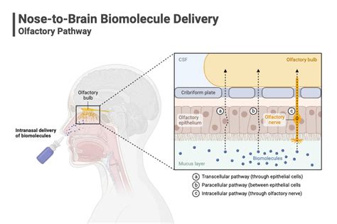 Nose To Brain Biomolecule Delivery Olfactory Pathway Biorender Science Templates