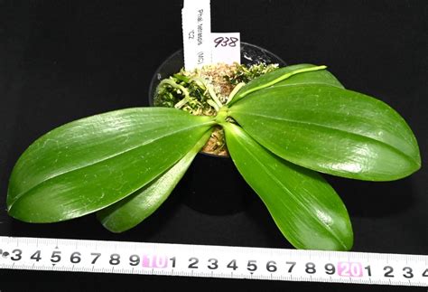 Yahoo オークション 洋蘭原種 938 花芽付き Phal Tetraspis C2