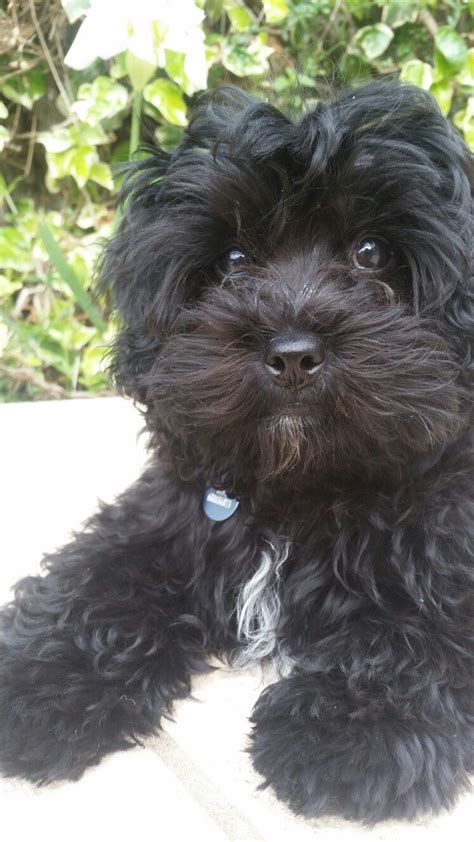 Adorable Black Maltipoo Dog