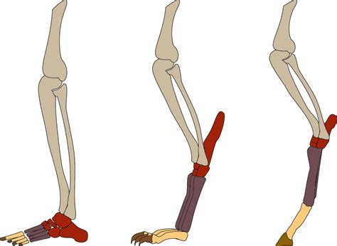 Do Birds Knees Bend Backwards Bird Legs And Feet Anatomy