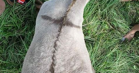 Donkey Cross Album On Imgur