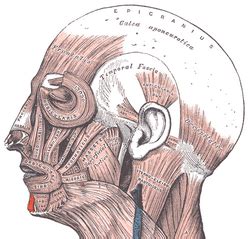 Mentalis Wikipedia