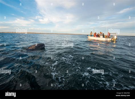 Whale Watching In Magdalena Bay In Baja California Sur In Northern