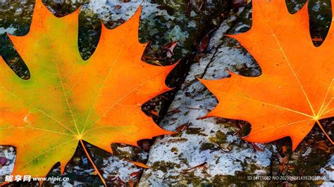 枫叶摄影图 树木树叶 生物世界 摄影图库 昵图网
