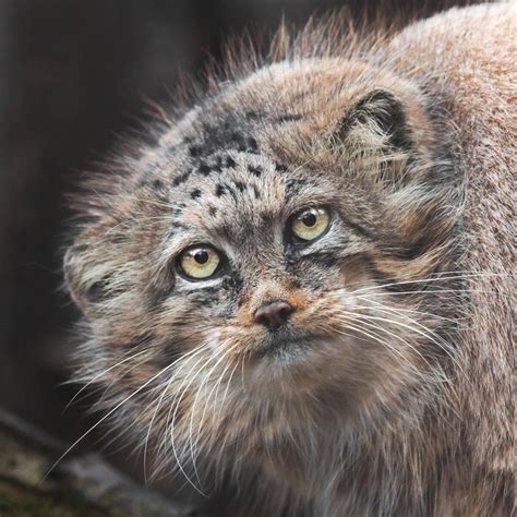 Rosa The Pallass Cat • Manulization Pallass Cats