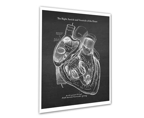 Anatomy Heart Art Prints Set Of 3 Unframed Wall Art Etsy