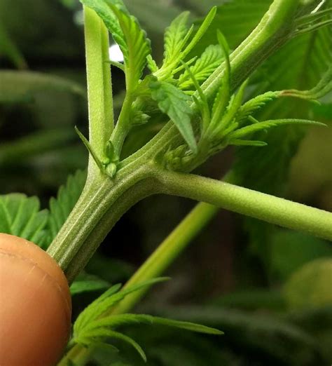 Female Weed Plant Early Stages