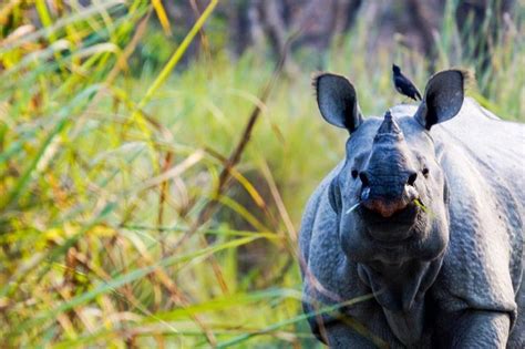 One Horned Indian Rhino Spotted At Kaziranga India Wildlife Pictures