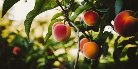 When Are Peaches In Season Learn When Is Peach Season And How To Enjo