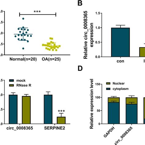 circ 0008365 expression was decreased in oa cartilage tissues and