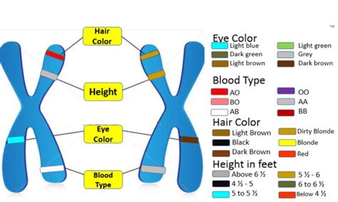 Eye Color Chart Genetics