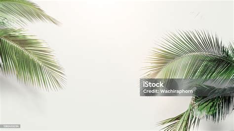 하얀 배경에 손바닥 코코넛 잎 녹색 잎으로 배열 된 빈 공간 0명에 대한 스톡 사진 및 기타 이미지 0명 계절 곡선 Istock