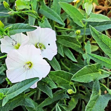 How To Get Rid Of Bindweed Organically Uk At Tanya Milford Blog