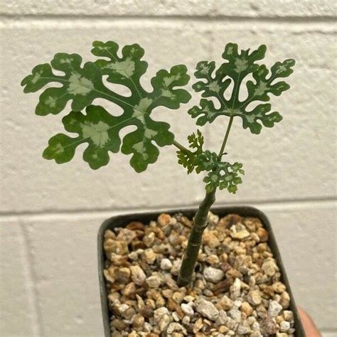 Adenia Perrieri Plant Care And How To Grow Water