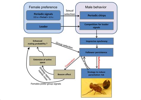 Selection Pressures Potentially Involved In The Evolution Of Chorus