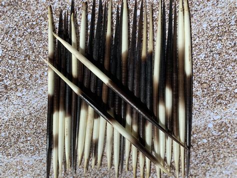 Porcupine Quill Craft