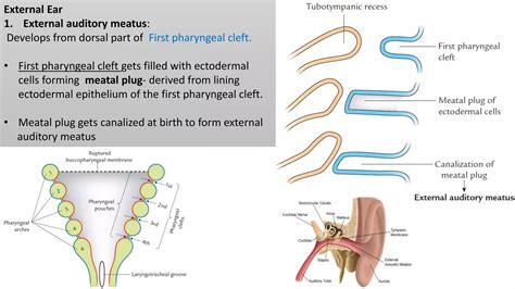 Development Of Ear Pptx