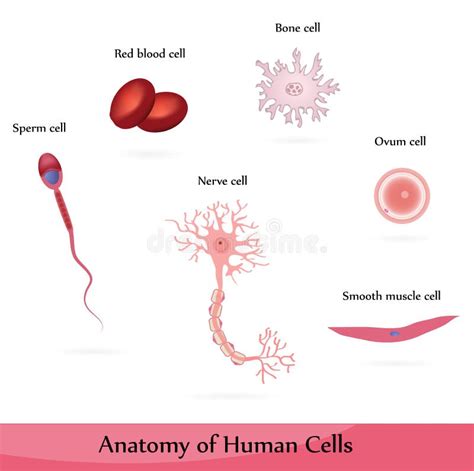 Microscope Drawing Stock Illustrations 8894 Microscope Drawing Stock