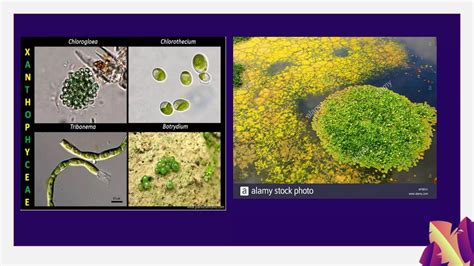 Xanthophyta By Sohail Riaz Hashmi Pptx