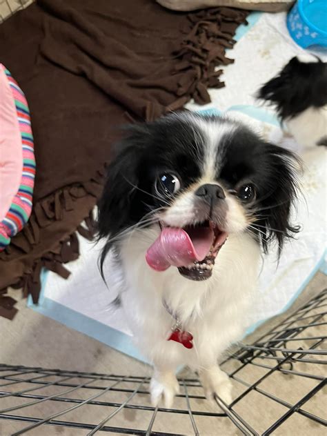 Joyful Rescues The Many Faces Of Yvette Murphy Shes