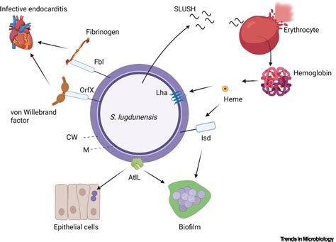 Staphylococcus Lugdunensis Trends In Microbiology