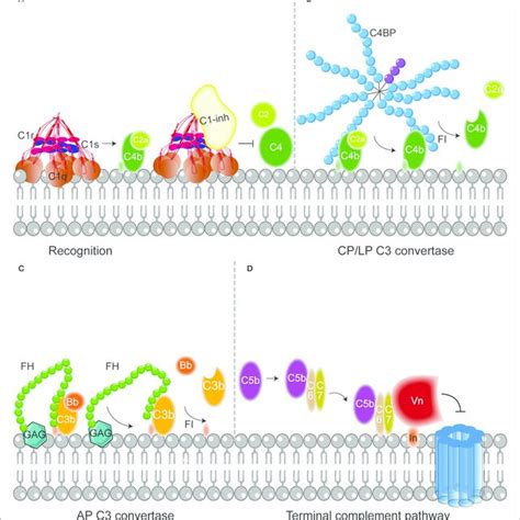 Complement Evasion Strategies Of Bacteria Complement Evasion