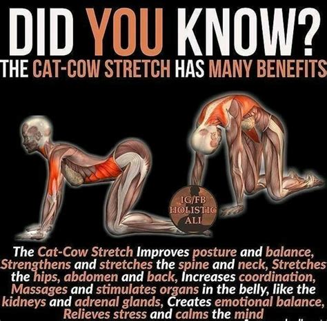 Cow Leg Health Benefits At Zane Steigrad Blog