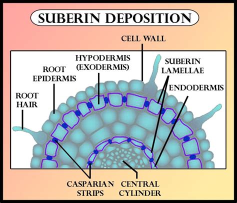 How Cork Is Formed Class 9 At Isaac Macquarie Blog