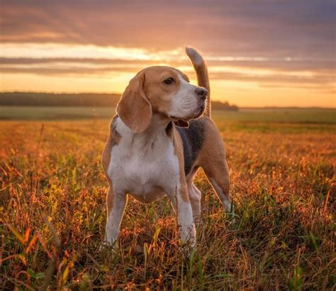 Бігль опис породи
