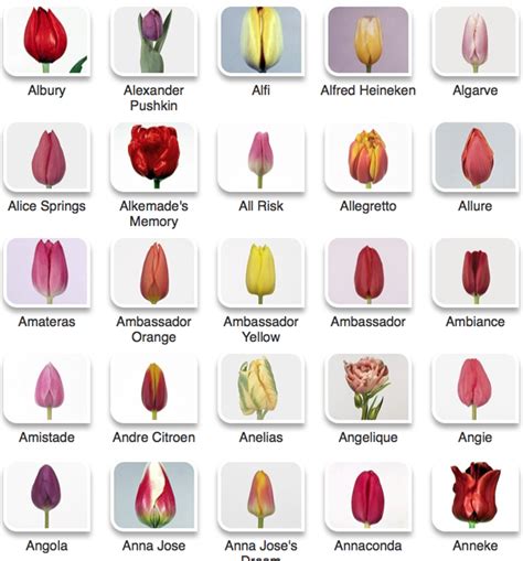 Tulip Color Guide Flirty Fleurs The Florist Blog Inspiration For