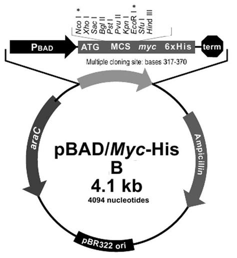 Diagram Representing The Key Features Of The Pbadmyc His B Vector