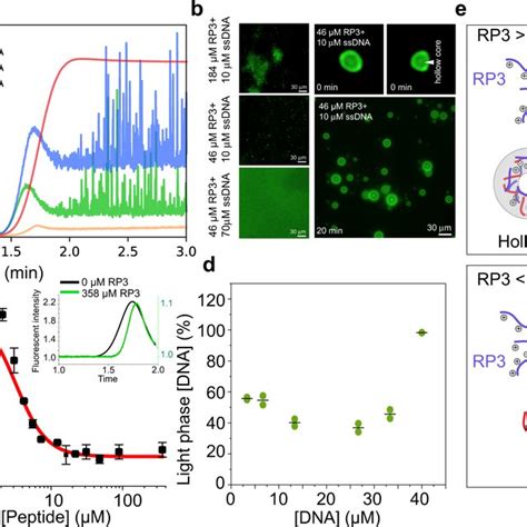 Coacervation Of The Arginine Rich Peptide Rp3 And Ssdna Shows