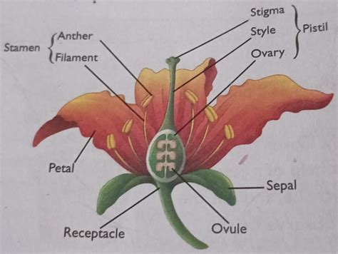 Draw A Neat Labelled Diagram Of Flower