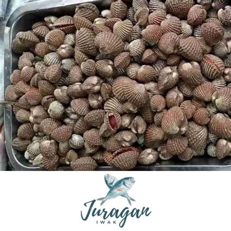 Jual Kerang Dara 1 Kg Dan 500 Gr Shopee Indonesia