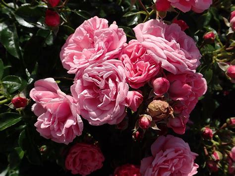 Rosier Alea Rosa Alea Taille Entretien