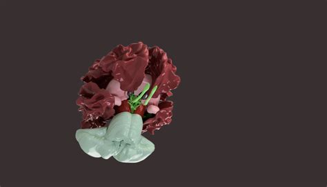 3d File Cluster Of Neuraxis Human Brain Segmented 🧠・3d Print Object To Download・cults