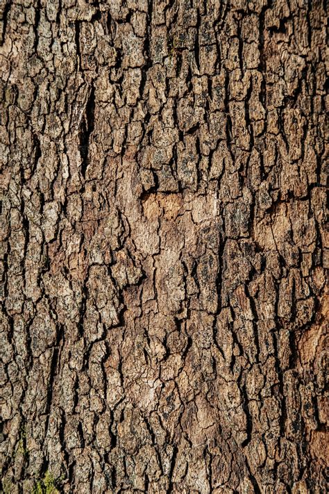 A Close Up Of A Tree Bark Texture Photo Trunk Image On Unsplash