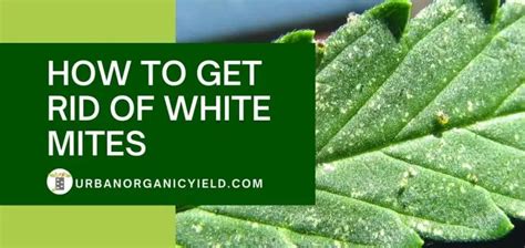 How To Get Rid Of White Mites Ultimate Guide